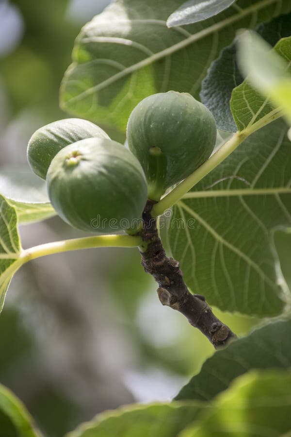 Figs on the Branch of the Fig Tree Stock Image - Image of nutrition ...