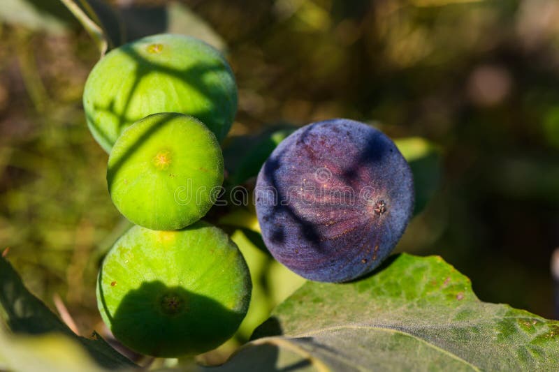 Figs on the Branch of a Fig Tree Stock Image - Image of plant, work ...