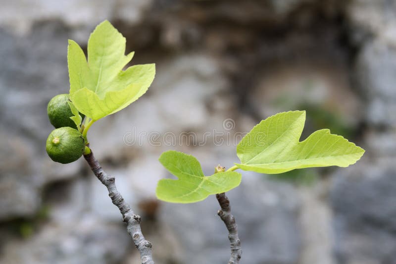 Figs on the Branch of a Fig Tree. Close Up of Green Fig on the Branch ...