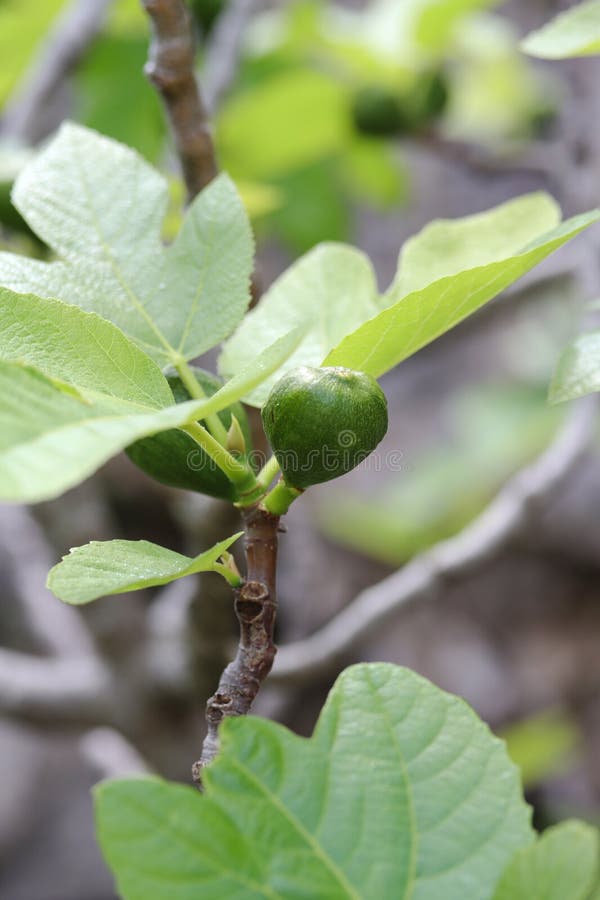 Figs on the Branch of a Fig Tree. Close Up of Green Fig on the Branch ...