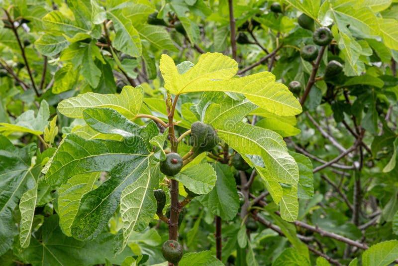 Figs on the Branch of a Fig Tree. Fig Tree Branch with Leaves and ...