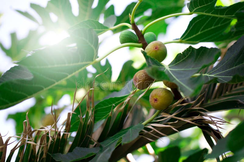 Figs on the Branch of a Fig Tree. Close Up of Green Fig on the Branch ...