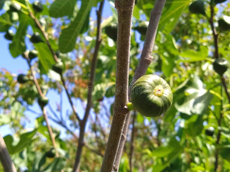 Figs on a Branch. Green Branches of a Fig Tree. Growing Fruits on a ...