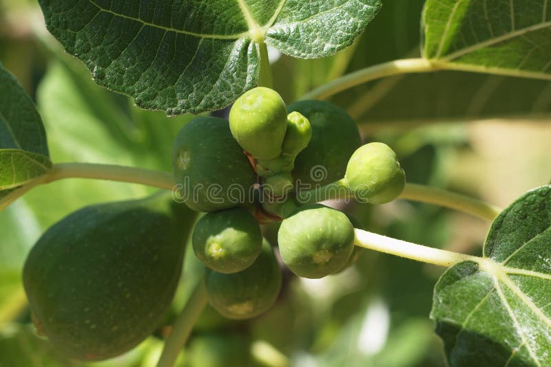 Figs on the Branch of a Fig Tree. Close Up of Green Fig on the Branch ...