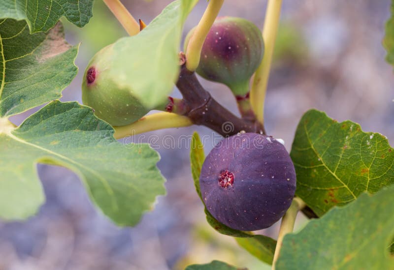 Figs on Branches of the Fig Tree Stock Image - Image of elastic, ficus ...