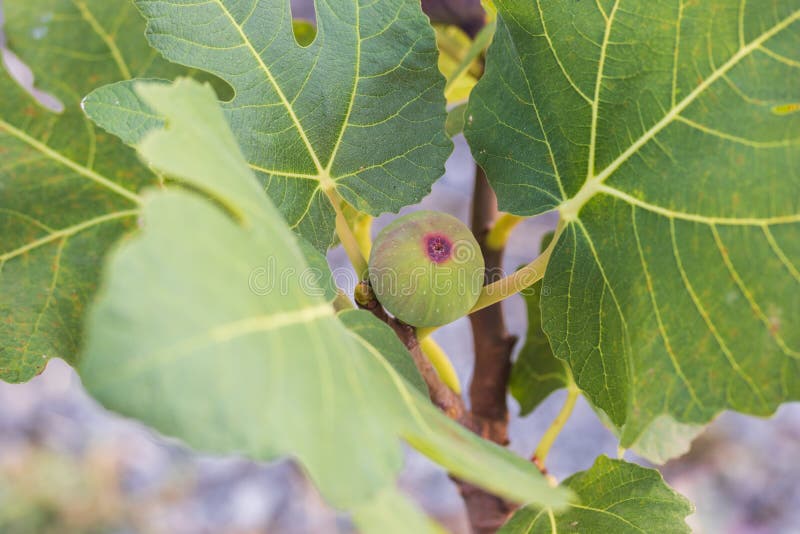 Figs on Branches of the Fig Tree Stock Photo - Image of ficus, plant ...