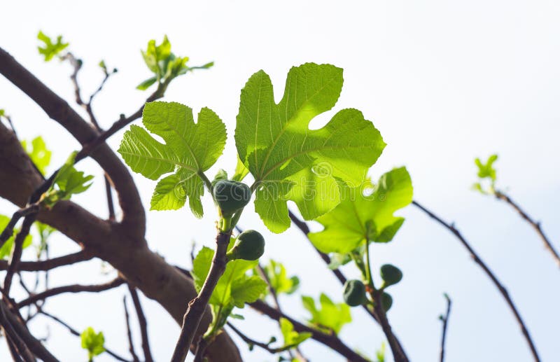 Figs on the Branches of a Fig Tree Stock Photo - Image of outdoor ...