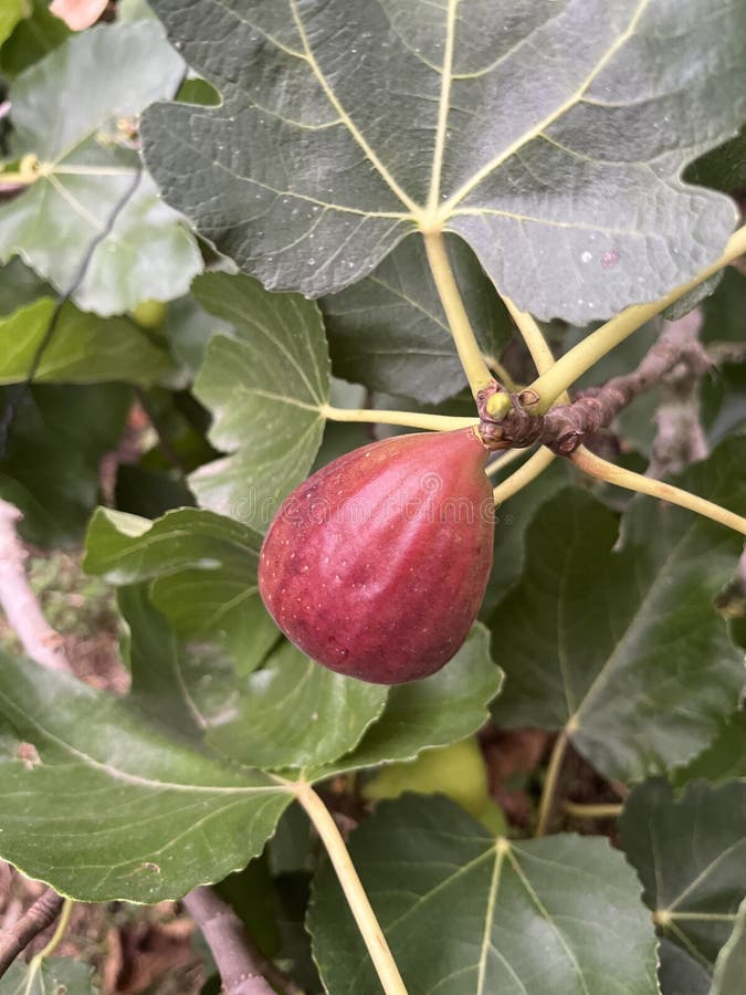 Figs on the Branches of the Plant Stock Image - Image of purple, health ...