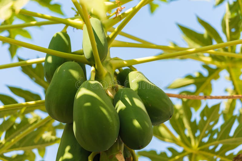 Figs Close-up, Puttaparthi, India. Stock Image - Image of foreground ... Figs Close-up, Puttaparthi, India. Stock Image - Image of foreground ...