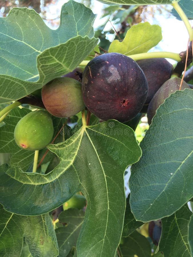 Cluster of Figs in the Tree (Ficus Racemosa) Stock Photo - Image of ...