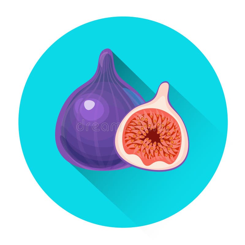 Figs Colorful Fruit Icon stock vector. Illustration of fruit - 75874028