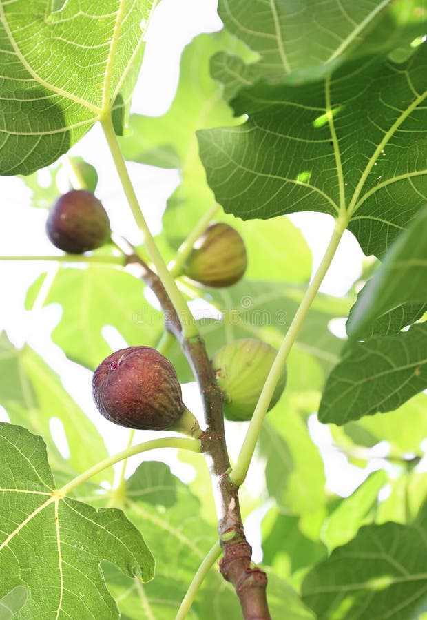 Figs on the Branch of a Fig Tree. Close Up of Green Fig on the Branch ...