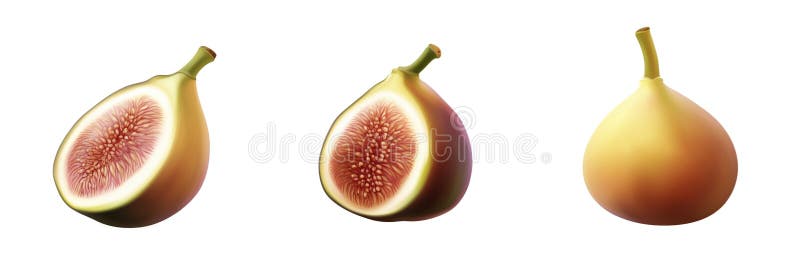 Figs Displayed in Various Stages of Ripeness and Cross-Section ...
