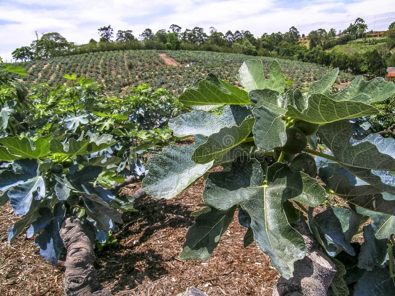 Figs in the field. stock image. Image of immaturity, south - 99724009