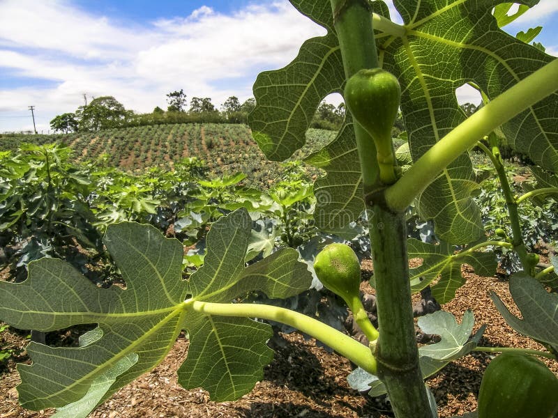 Figs in the field. stock photo. Image of planting, farm - 99724212