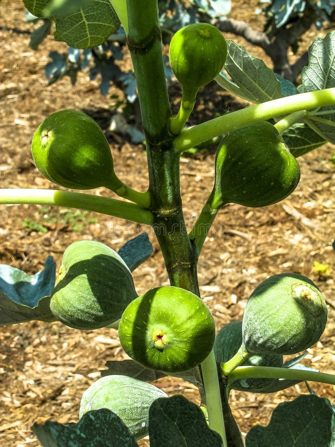 Figs in the field. stock photo. Image of fieldnnplanting - 99724266
