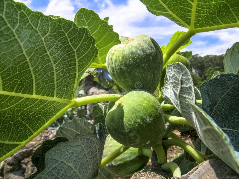 Figs in the field. stock image. Image of leaves, green - 99724293