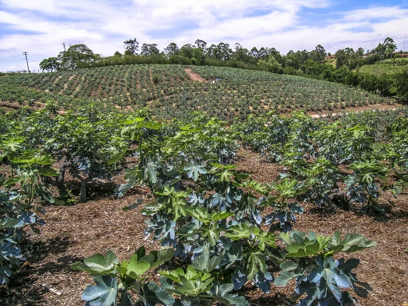Figs in the field. stock image. Image of farm, crop, south - 99724007