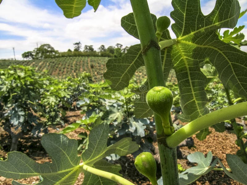 Figs in the field. stock image. Image of plantation, agricultural ...