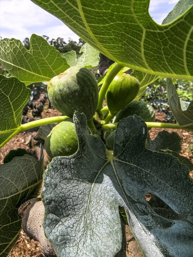 Figs in the field. stock photo. Image of farm, brazil - 99724226