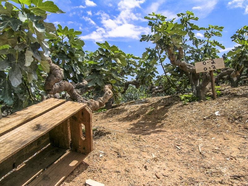 Figs in the field. stock photo. Image of farm, green - 99724206