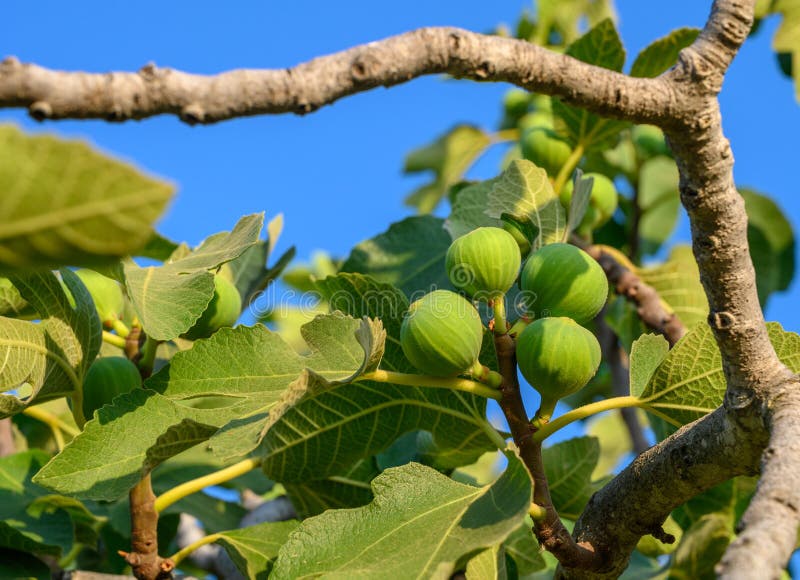 Figs on the Fig Tree Branches in a Beautiful Sunny Day Stock Photo ...