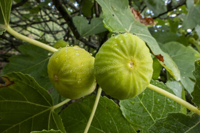 Figs on the fig tree stock photo. Image of succulent - 278933192
