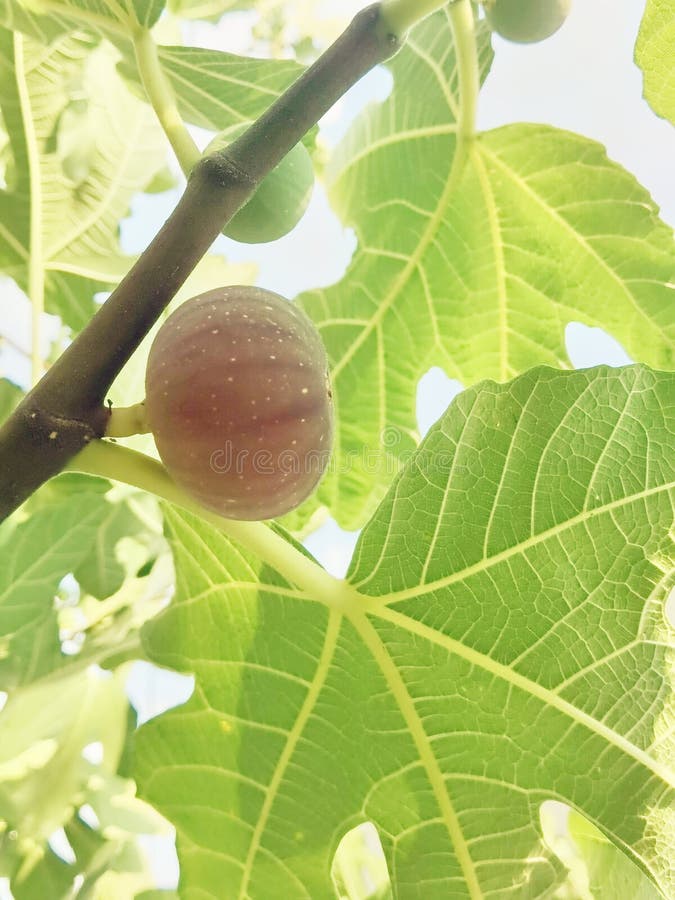 Figs on Fig Tree Ripe in Sempember Autumn Stock Photo - Image of ...