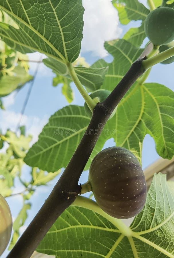 Figs on Fig Tree Ripe in Sempember Autumn Stock Image - Image of greece ...
