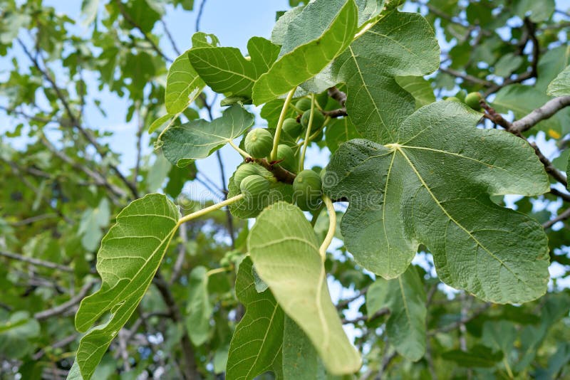 Figs on a Fig Tree in Sunny Croatia Stock Image - Image of fresh, green ...