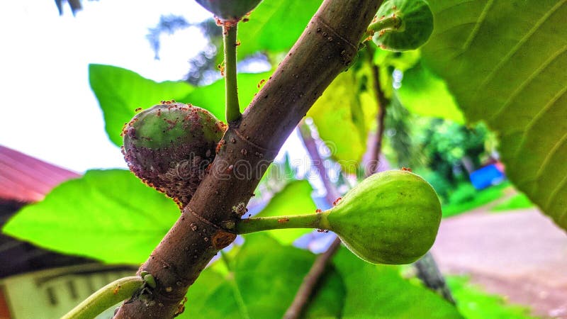Figs Fruit Hanging on the Tree Stock Photo - Image of closeup, ripe ...