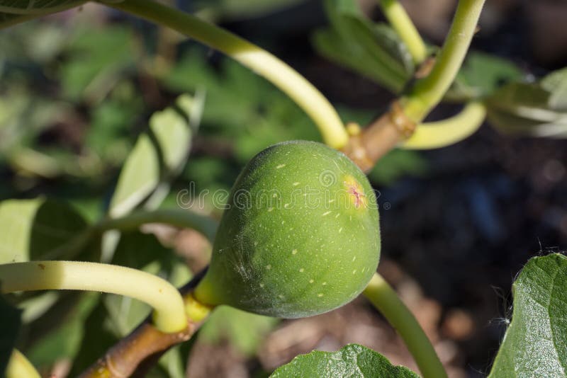 Fig stock photo. Image of flowers, organic, flower, shell - 184517548