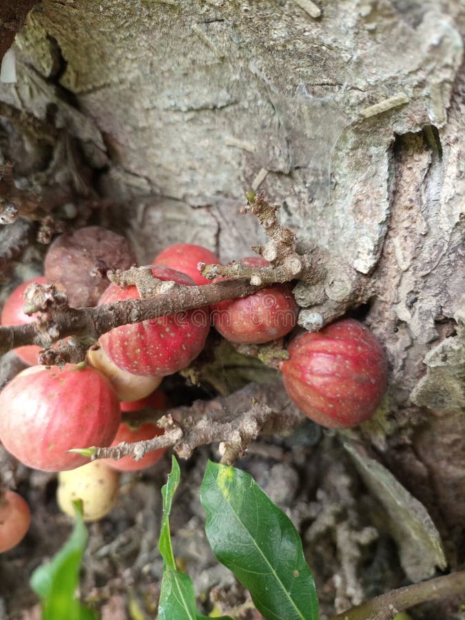 Figs are Fruit Similar To Figs Stock Image - Image of buah, fruit ...