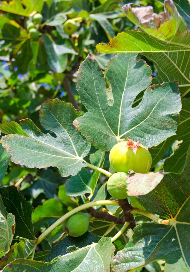 Figus Fruits Stock Photos - Free & Royalty-Free Stock Photos from ...