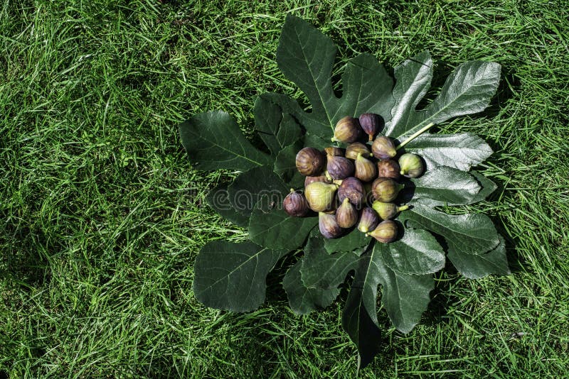 Figs on green leaf stock image. Image of dessert, group - 43869953