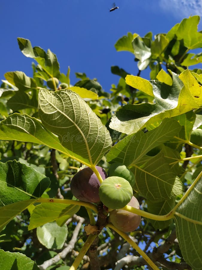 Figs Grove Stock Photos - Free & Royalty-Free Stock Photos from Dreamstime
