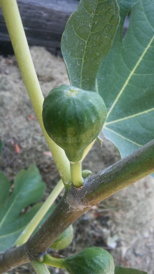 Figs Growing on Tree in the Springtime Stock Image - Image of branch ...