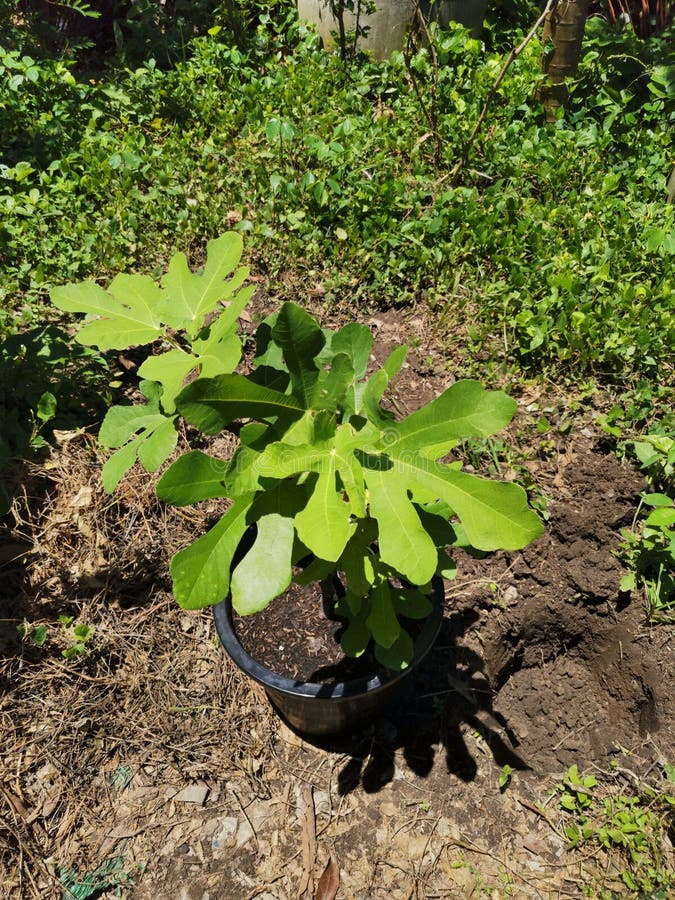 Figs or guava fig trees stock photo. Image of prepare - 185665096