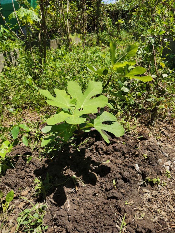 Figs or guava fig trees stock image. Image of leaf, plant - 185665145