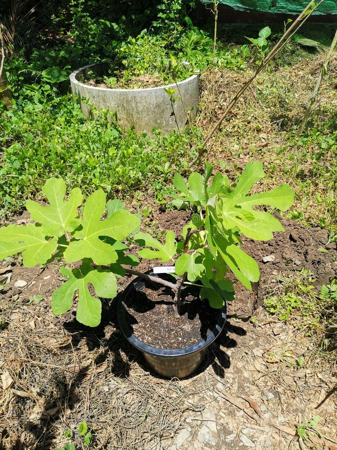 Figs or guava fig trees stock image. Image of garden - 185665163