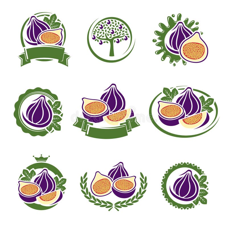 Figs Labels and Elements Set. Vector Stock Vector - Illustration of ...
