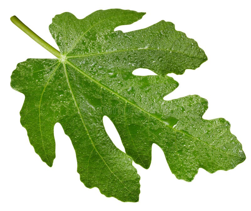 Figs leaf clipping path stock image. Image of flora - 305866631