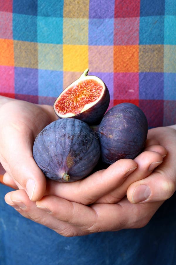 Figs in man s hands stock image. Image of healthy, beautiful - 26715801