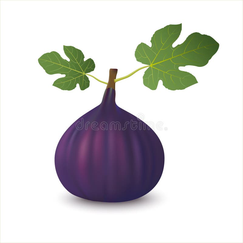 Figs Lilac Stock Illustrations – 59 Figs Lilac Stock Illustrations ...