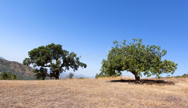Figs and Oak Tree, Overlooking Panorama, Stock Photo - Image of branch ...