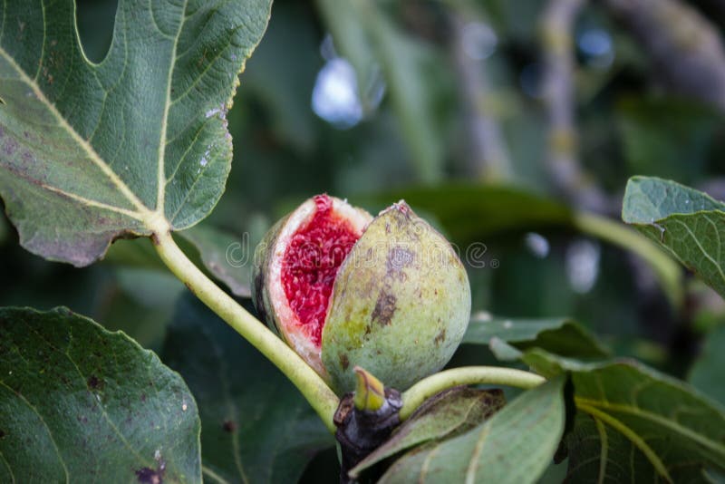 Figs Ripe on a Tree Branch, Fig Tree Stock Photo - Image of nourishment ...