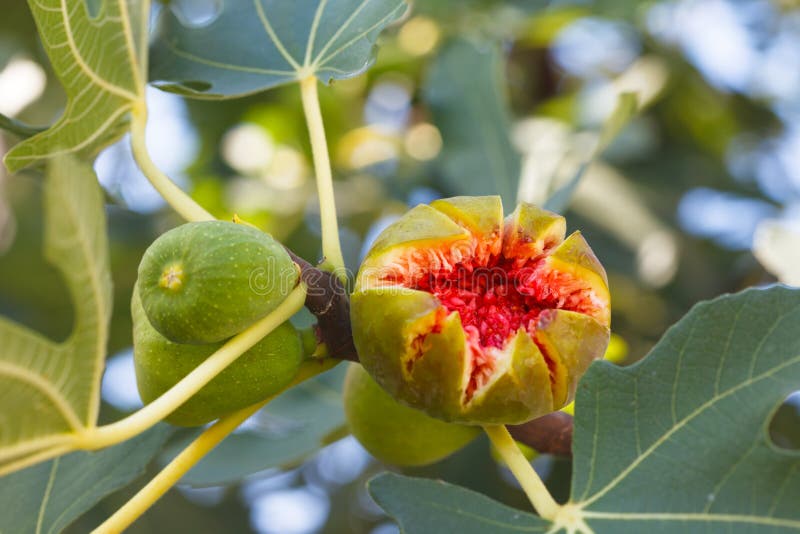 Figs Ripening on a Fig Tree Stock Photo - Image of closeup, natural ...