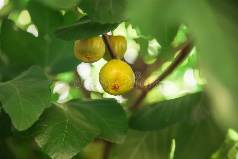Figs Ripening on a Fig Tree Stock Image - Image of food, leaves: 246868859