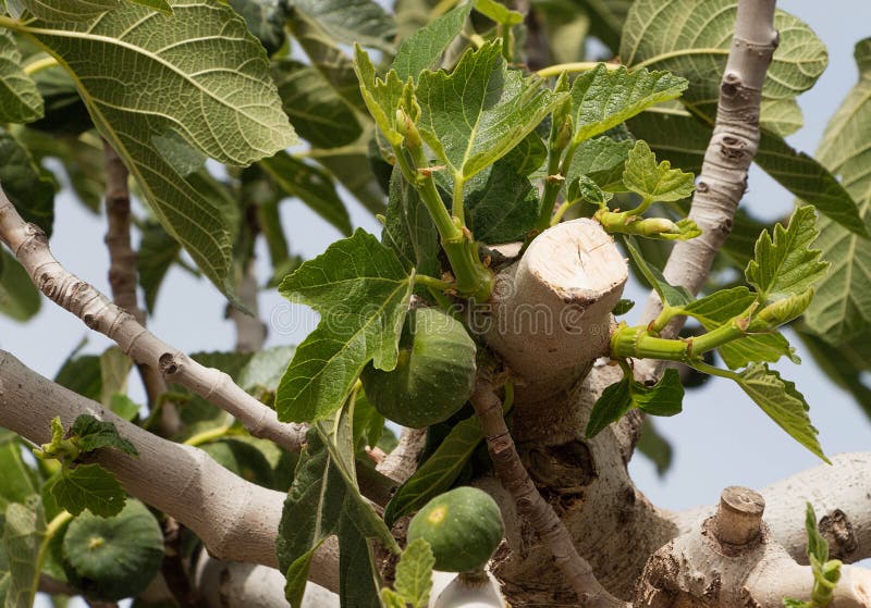 Figs Ripening on a Fig Tree Stock Photo - Image of preparing, ficus ...