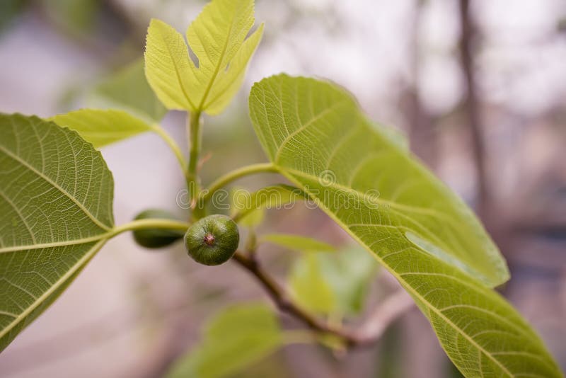 Figs Ripening on a Fig Tree Stock Photo - Image of natural, freshness ...